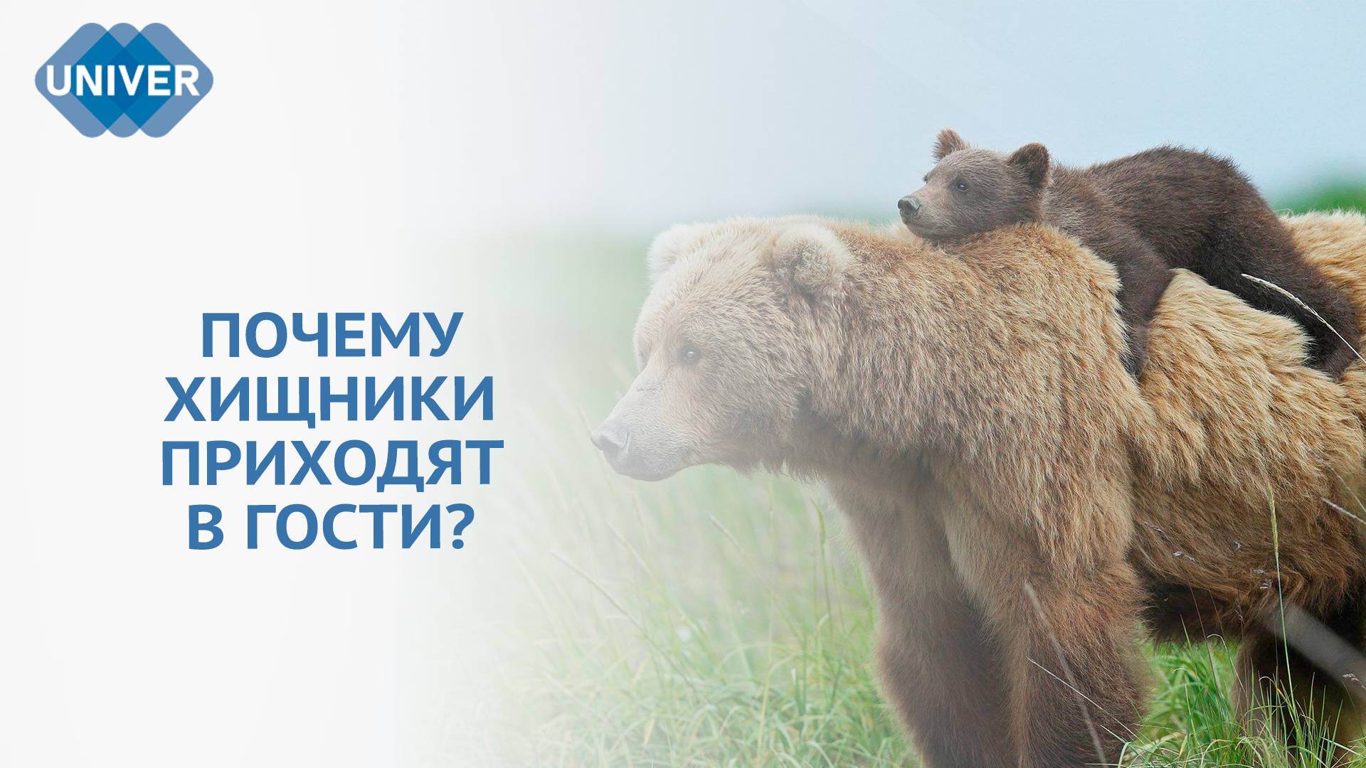 МЕДВЕДИ СТАЛИ ЧАЩЕ ПОЯВЛЯТЬСЯ НА УЛИЦАХ РОССИИ