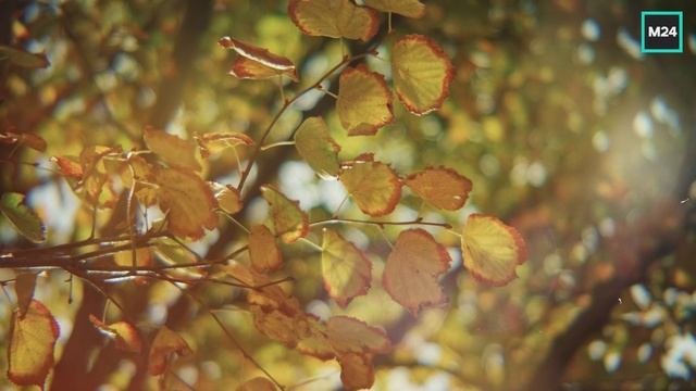 Сквер Майи Плисецкой | О Москве с любовью