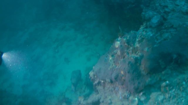 иглобрюх рыба, дайвинг в Таиланде, дайвинг на Пхукете