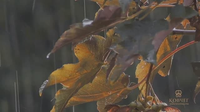 Леонид Тибилов - Фӕззыгон къӕвда | Поют Осетины