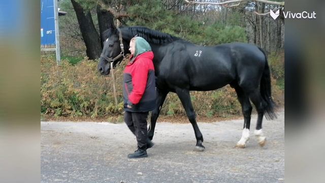 Багдад в кск Дерби 2025г .mp4