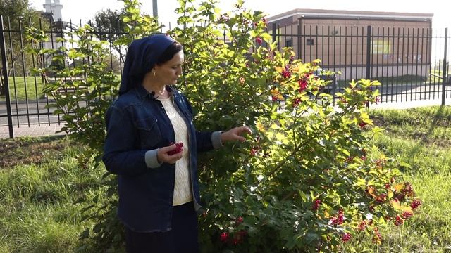 Живая природа 201025 (Красная калина)