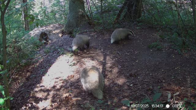 БАРСУЧАТА И ЖАРА