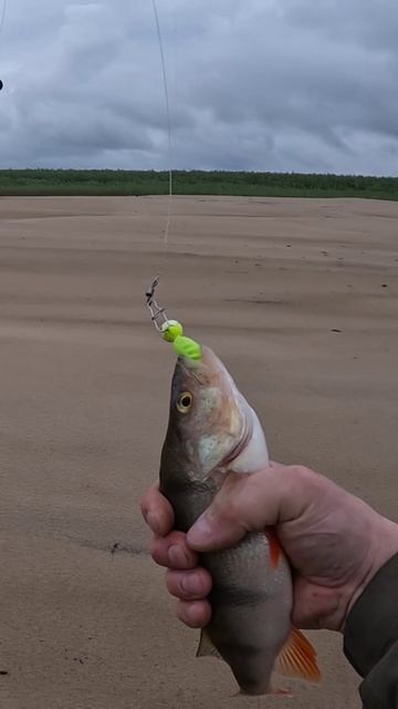 Окунь не колись!