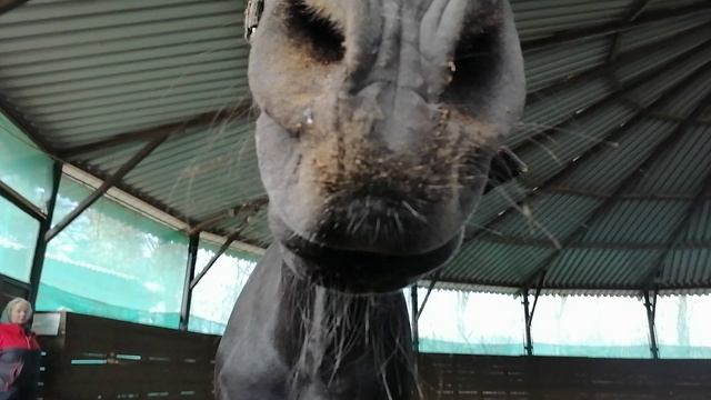 VID_20251020_132342.mp4