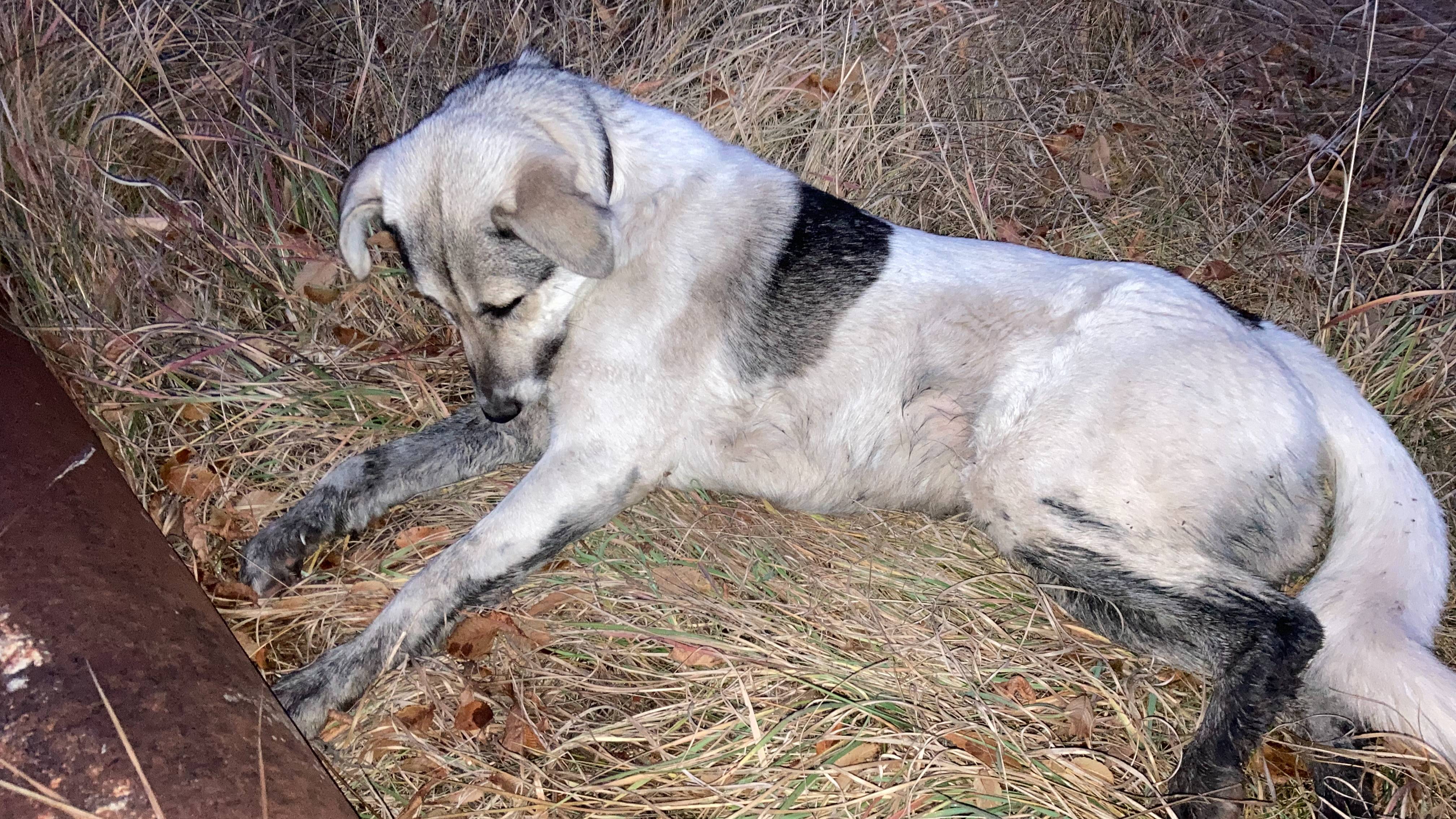 обзор бело-чёрной собаки неизвестной породы!