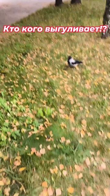 #Shorts Кто кого выгуливает!?#животныймир#забавныеживотные