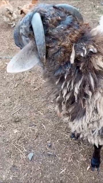 Барашек,который любит кушать/ням-ням