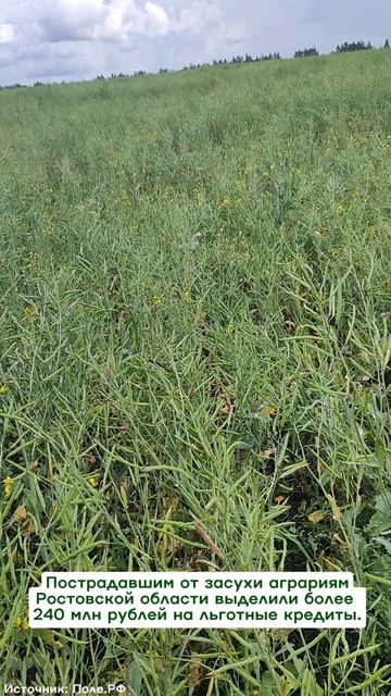 Агроновости 13-19 октября 2025 года