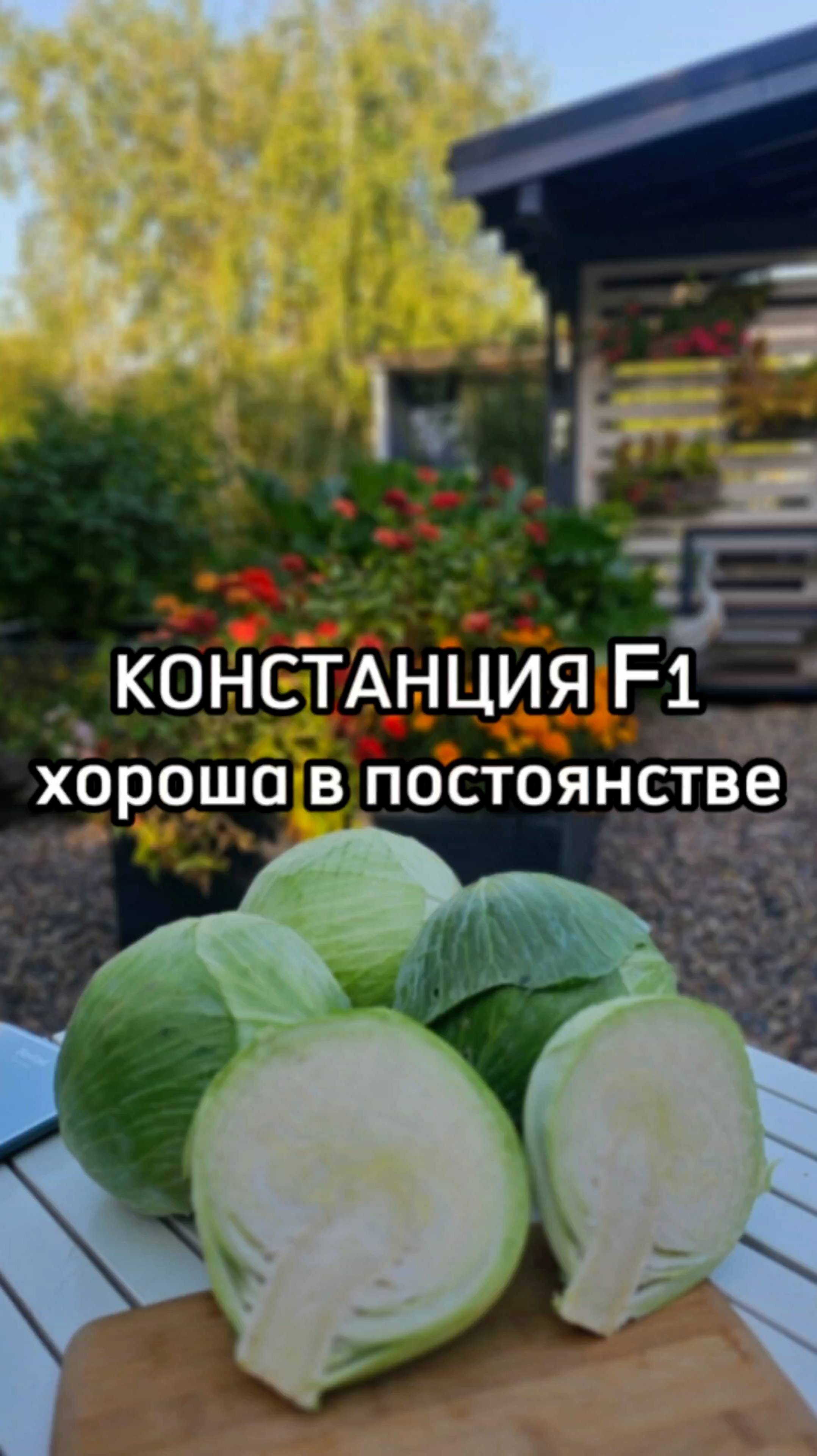 Эта капуста ЭТАЛОН среди поздних капуст. Почему?