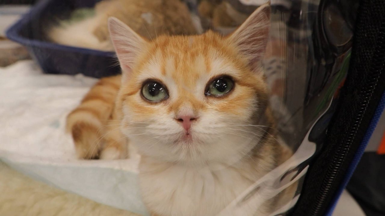 Фестиваль кошек в Новосибирске