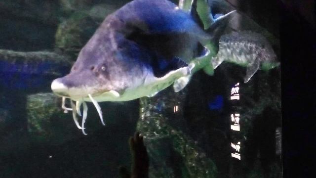 Москвариум. Белуга.