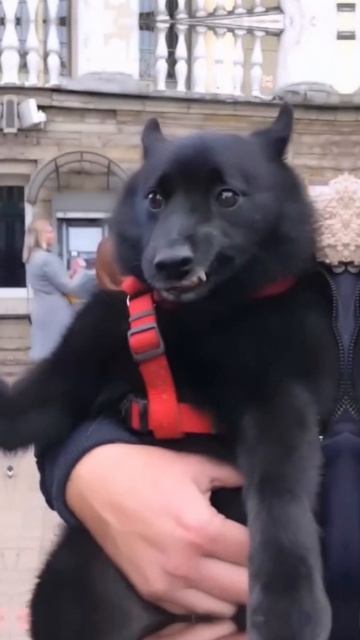 А не пора ли нам подкрепиться?💖👍😋#животные