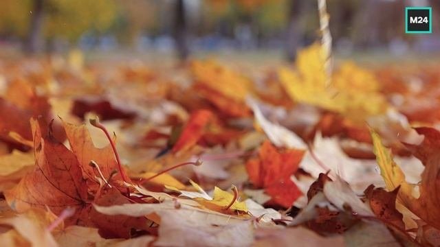 Город и листопад | О Москве с любовью