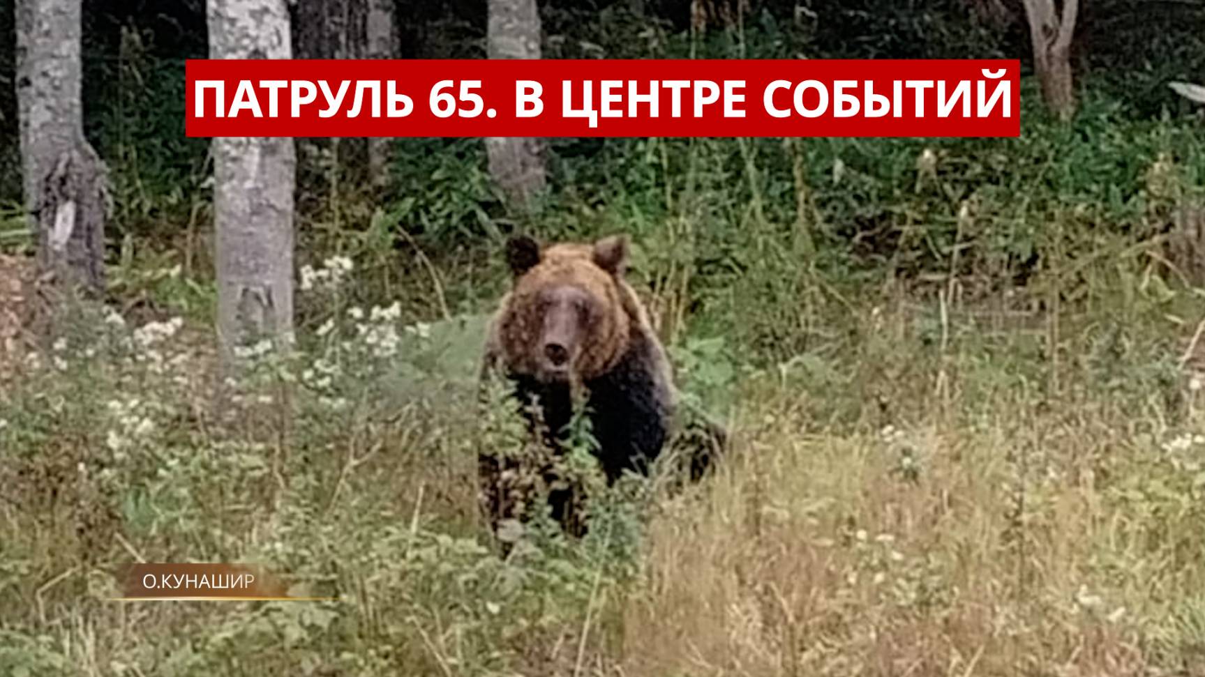 ПАТРУЛЬ 65: Нашествие медведей на Сахалине: хищники в садах, на свалке и в городе. 20.10.25