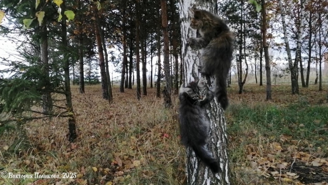 Осенние развлечения милых котят в парке