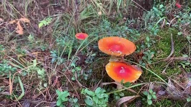 Манзара 02/10/2025