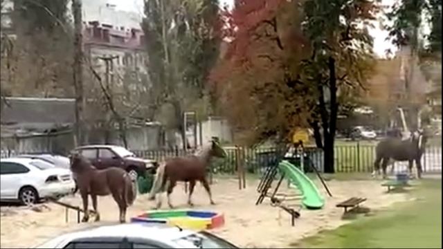 Кони на прогулке в Володарке 2 камера