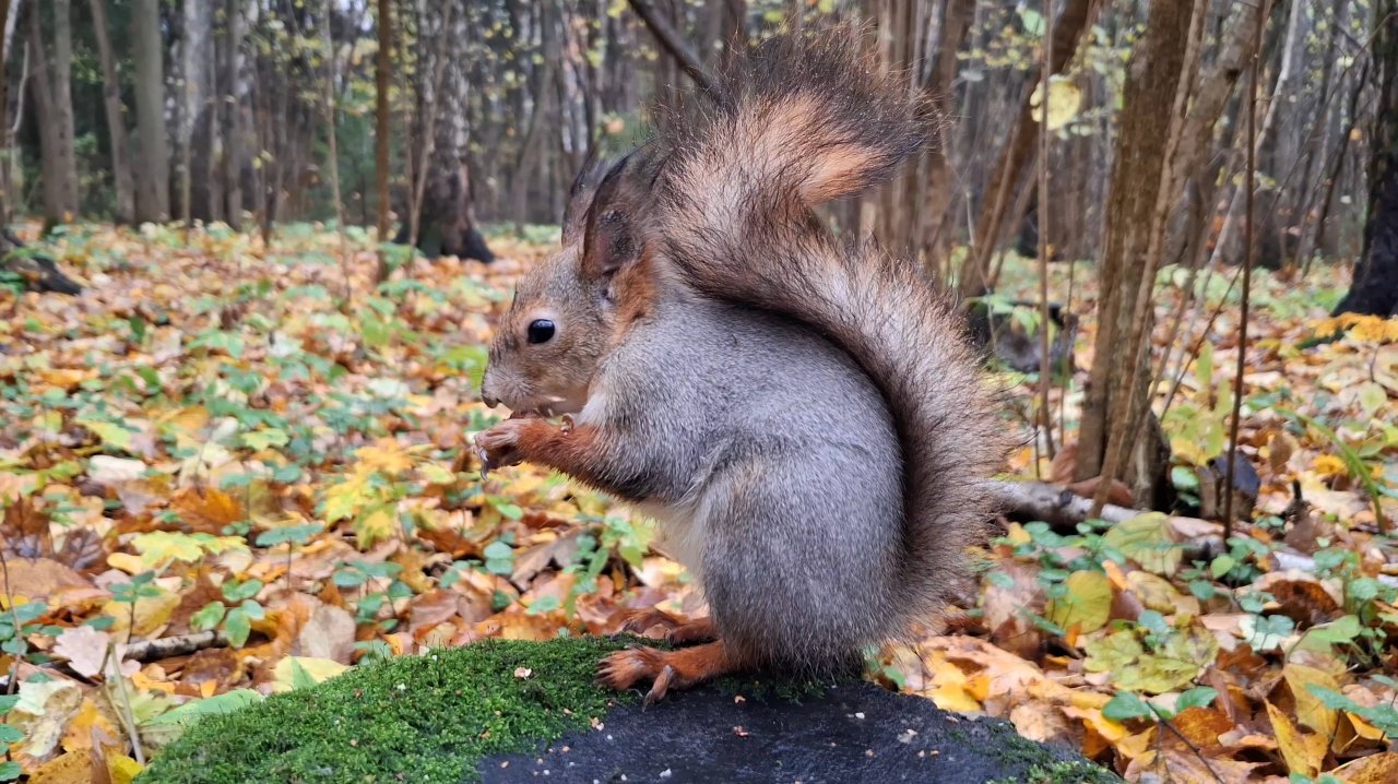 Белки - борьба за территорию_#3, Битца, 21 октября 2025