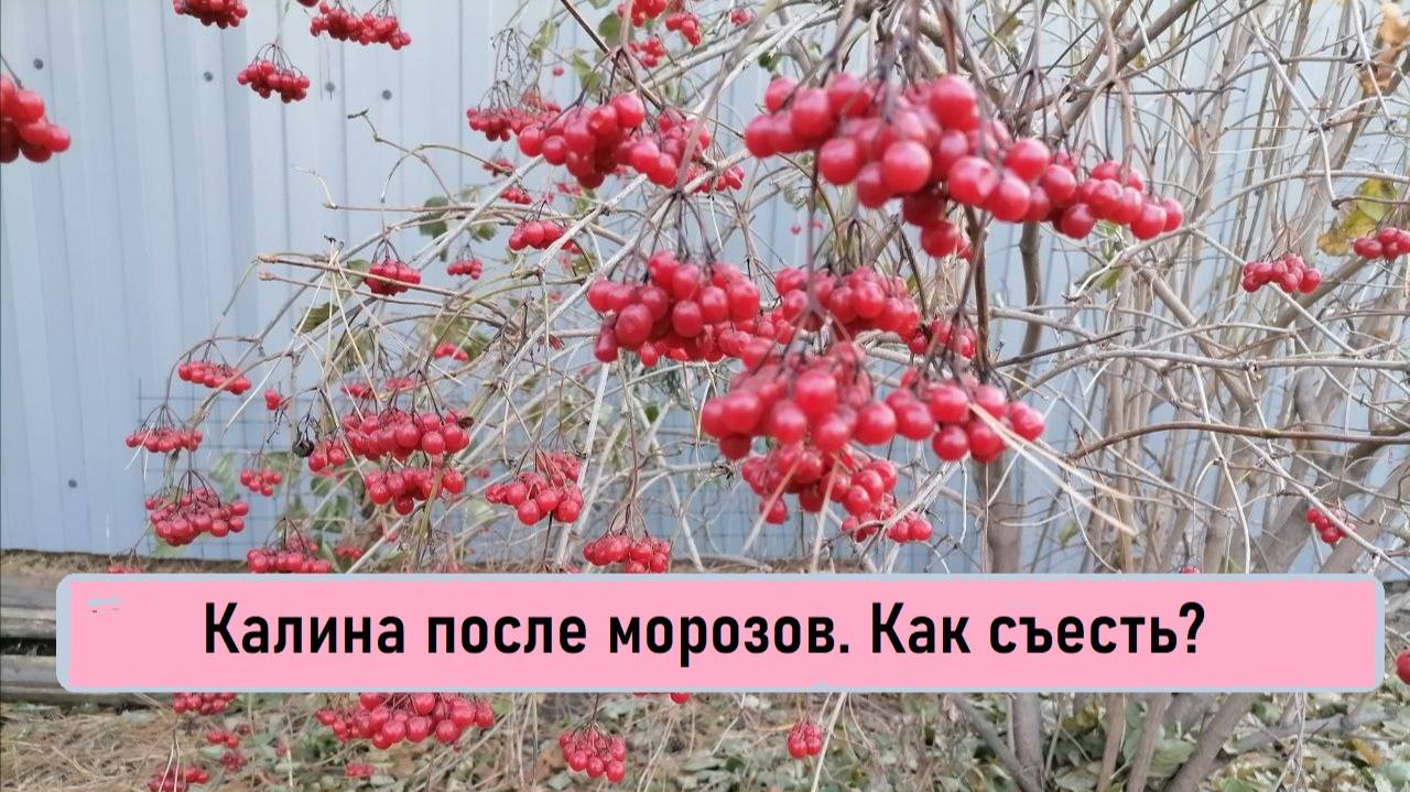 Ягоды калины, свойства, польза