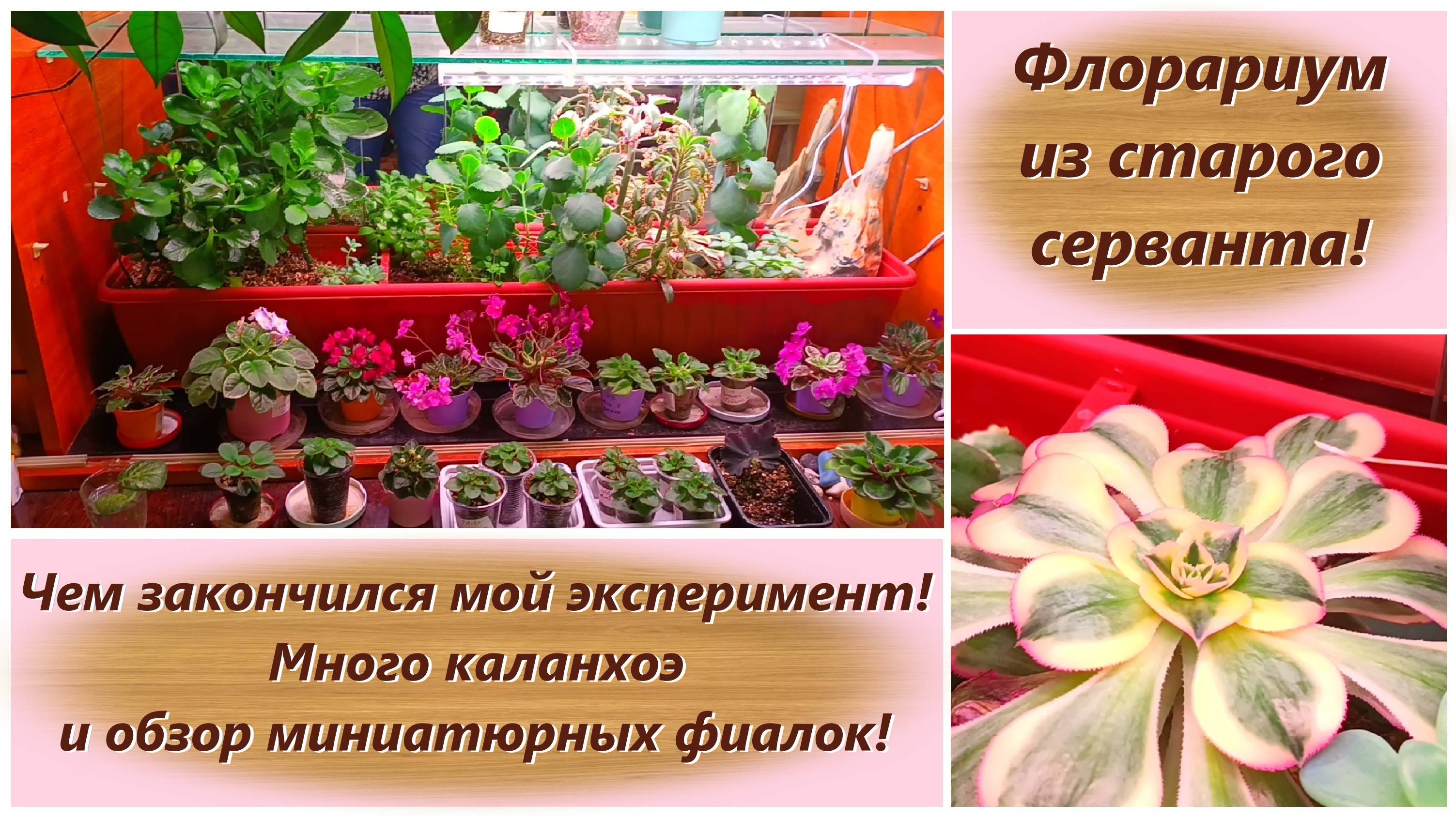 Флорариум из старого серванта! Чем закончился мой эксперимент! Каланхоэ и миниатюрные фиалки!