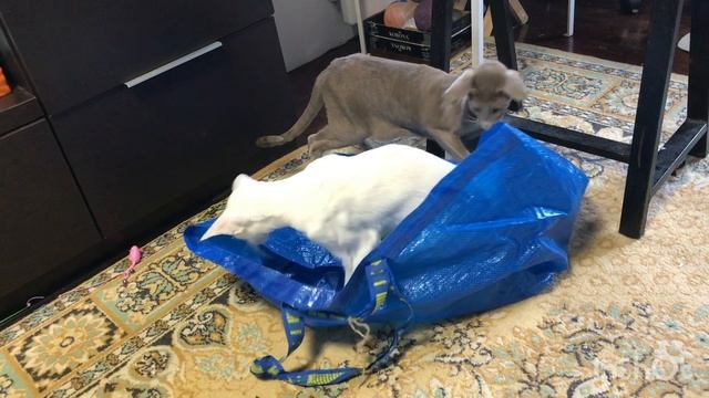 Ура! Это палатка?😺