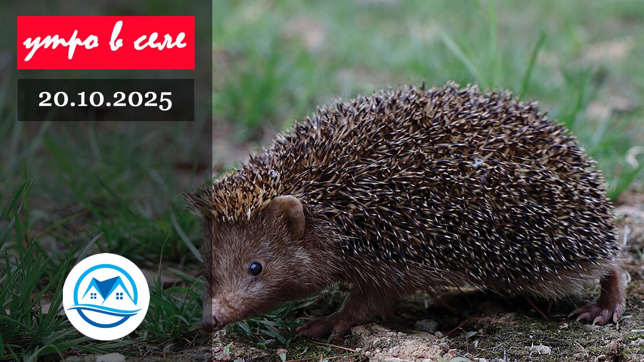 Утро в селе 20.10.2025