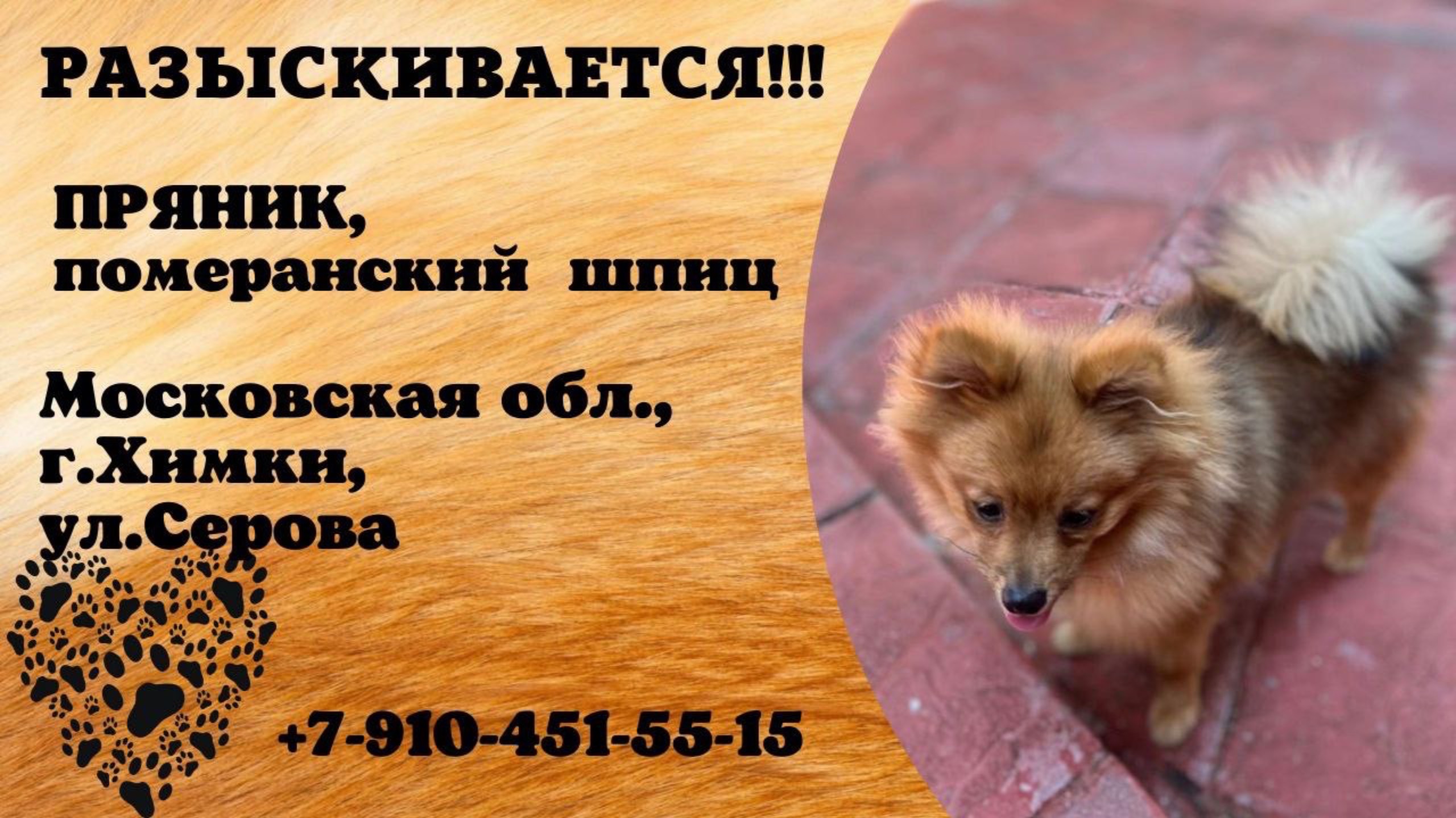 Пропала собака! ПРЯНИК, померанский шпиц. Московская обл., г.Химки.