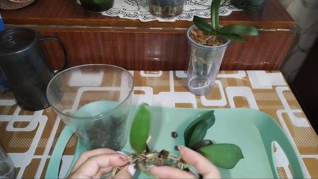 Отделяем деток у орхидей.