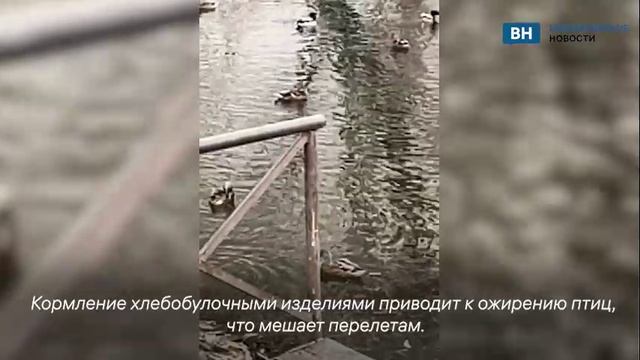 Госохотинспекция просит владимирцев не кормить уток на городских водоемах