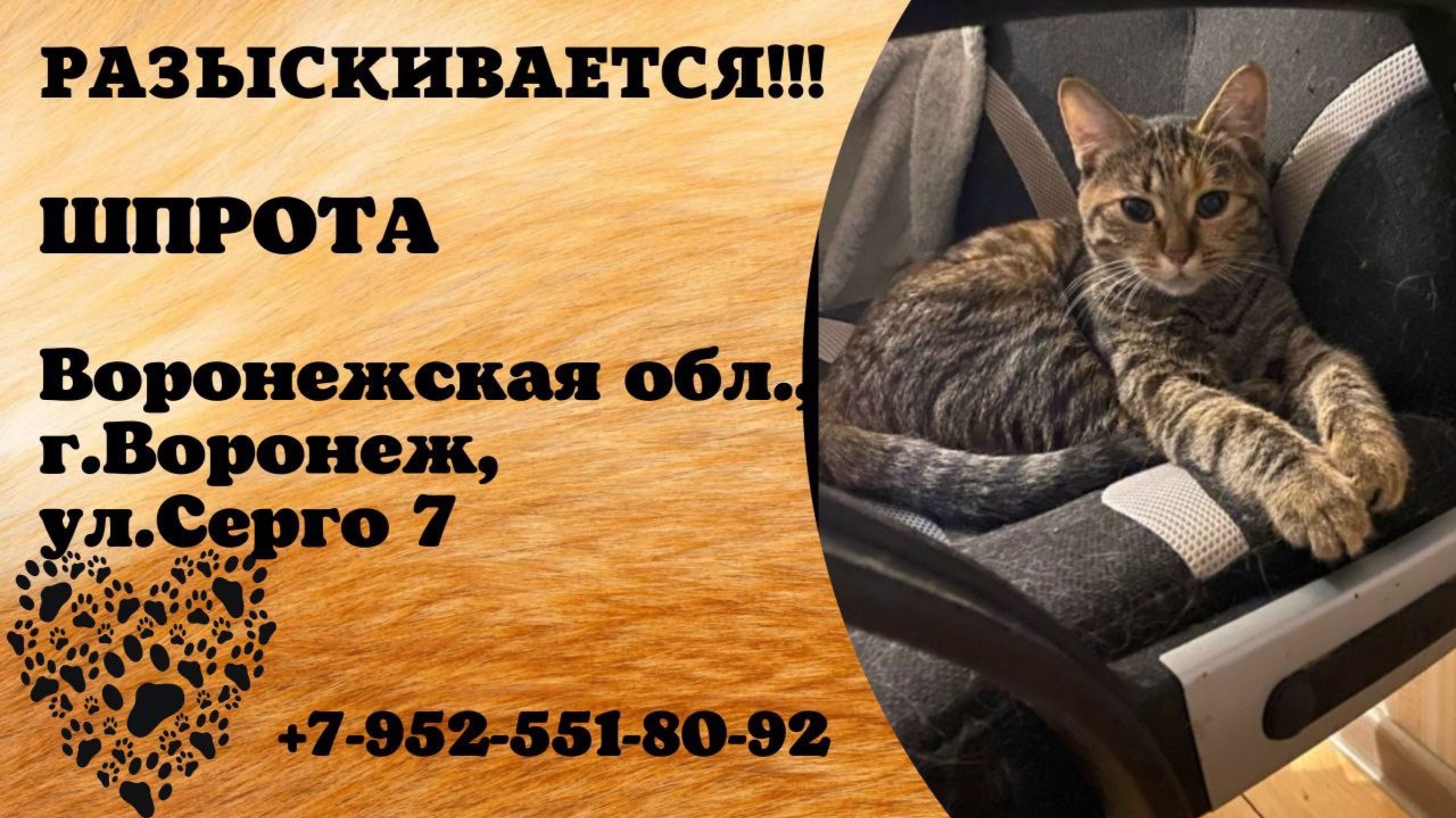 Пропала кошка! ШПРОТА. Воронежская обл., г.Воронеж.