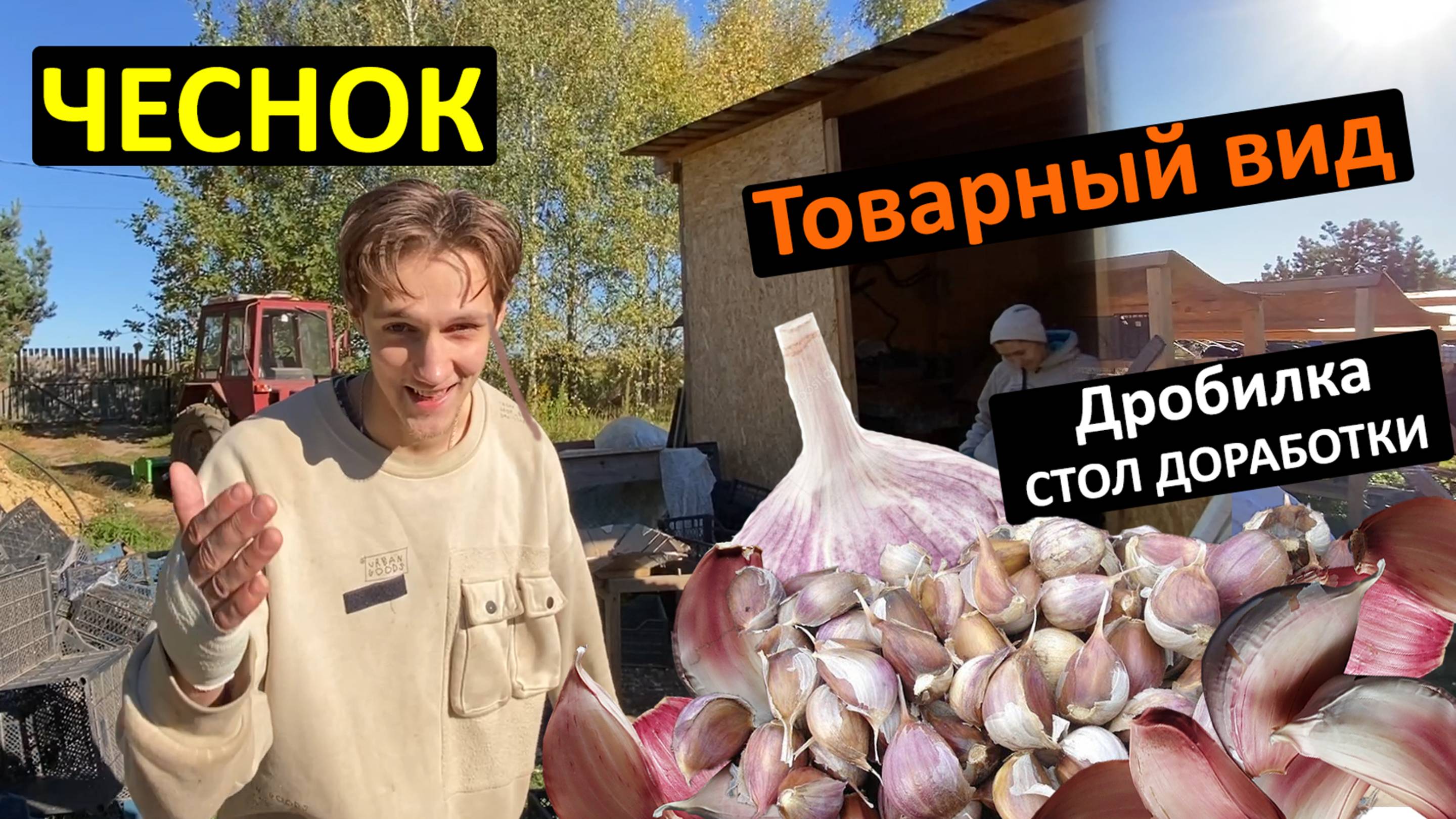 Товарный вид ЧЕСНОКА, калибратор и дробилка со столом доработки