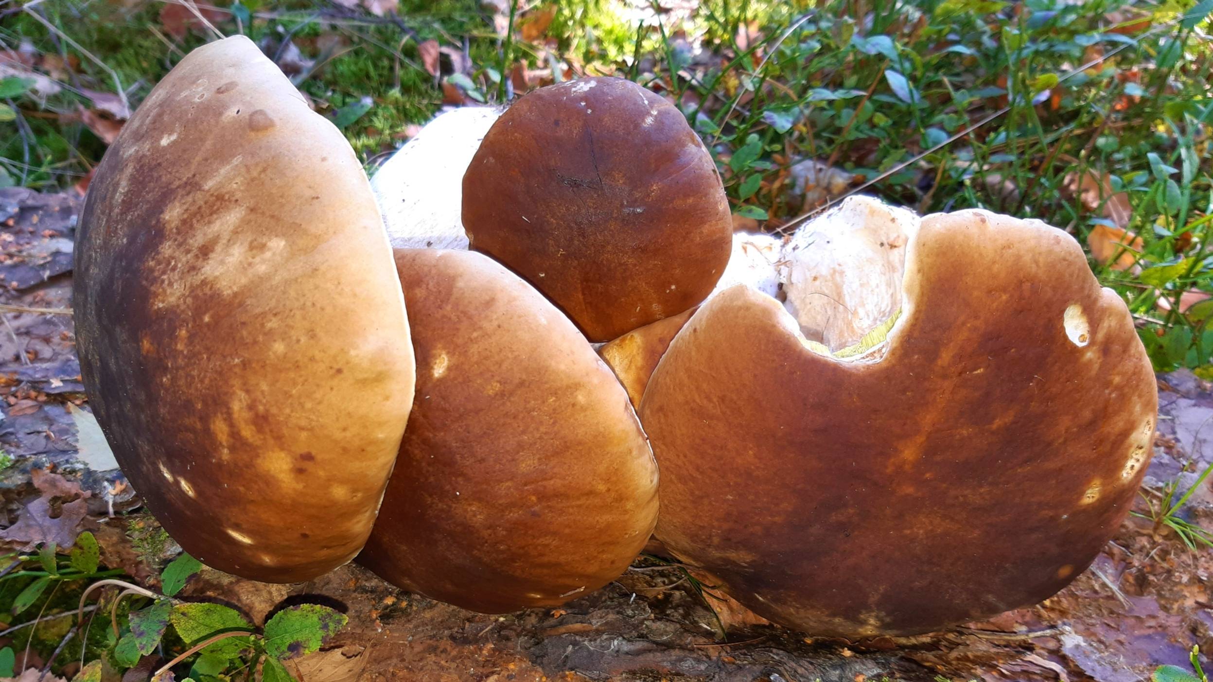 Поляны белых грибов ещё можно найти.