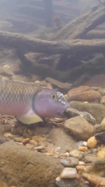 Nocomis micropogon - одна из самых незаметных, но важнейших речных рыб Северной Америки