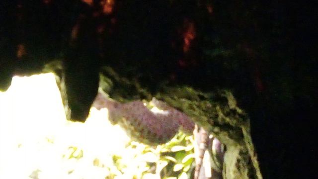 Москвариум. Геккон токи.