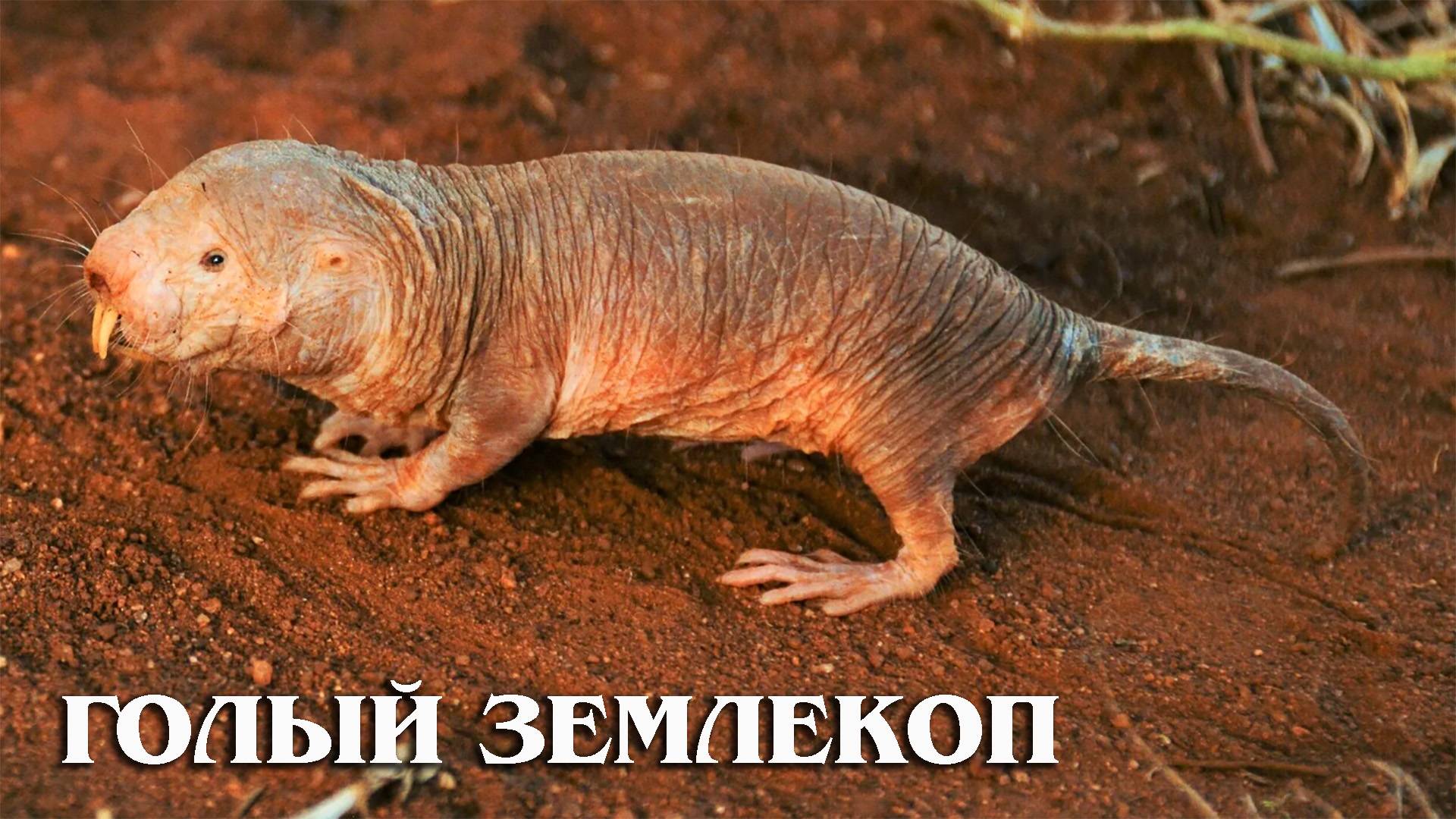 Голый Землекоп — Бессмертное Чудо Подземного Мира