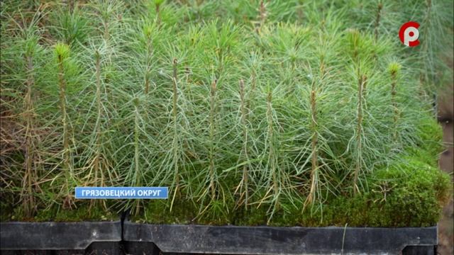 Какие растения выращивают в грязовецком питомнике «Зелёная миля»?