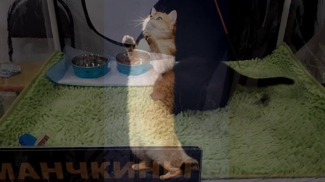 краткосрочный проект "Породы кошек",2025г ГБОУ ДО г.Москвы "Школа №609", воспитатель Магазина С.В.