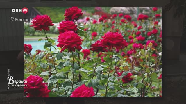 Вершки и корешки 18.10.2025 - Виноград