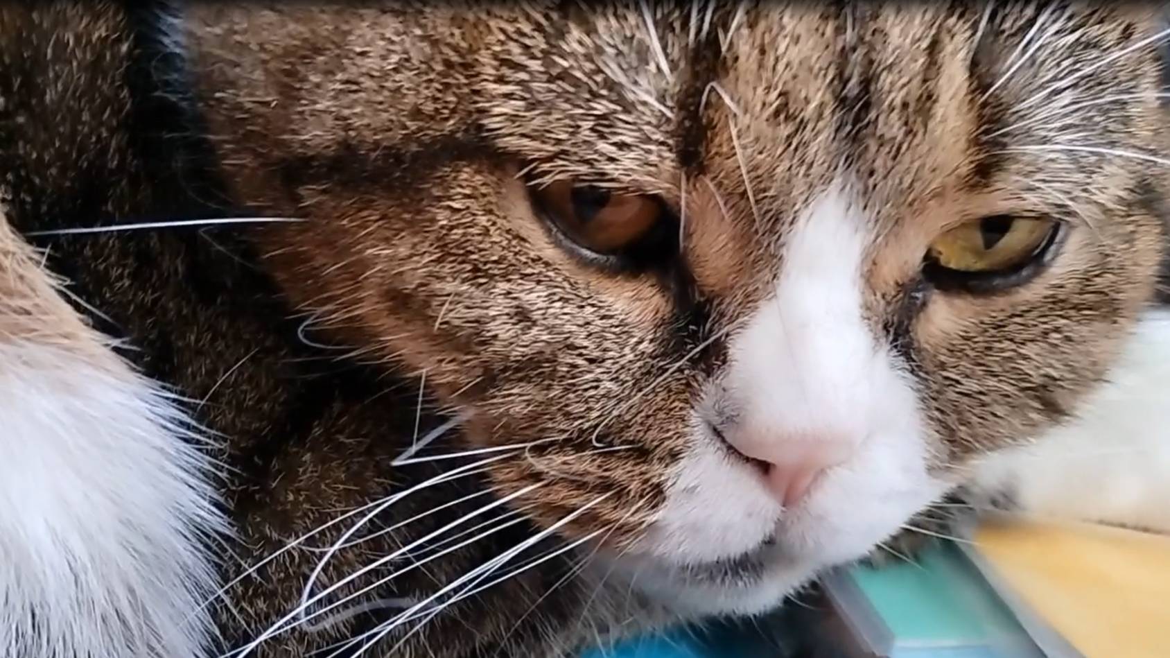 Кот. Расслабляющее видео