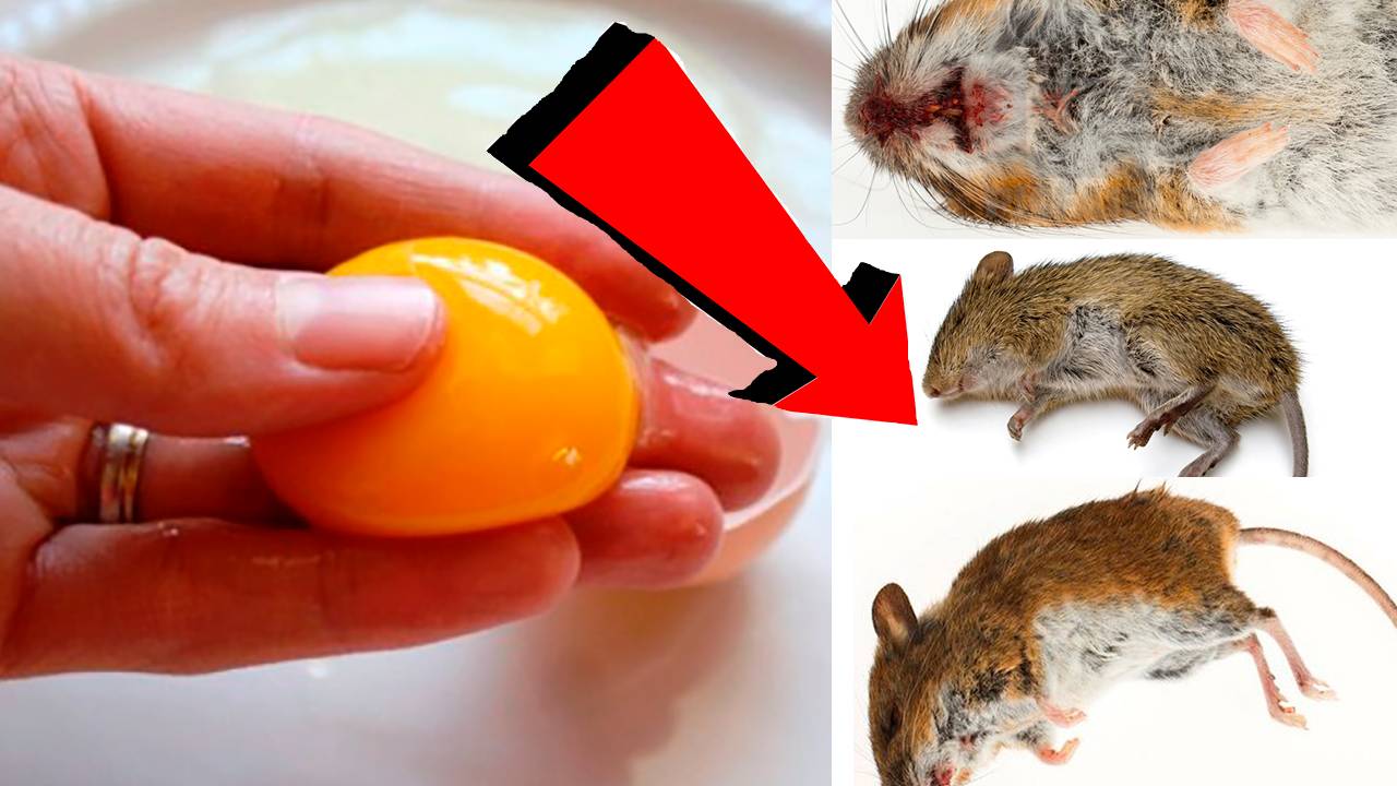 Как избавиться от мышей и крыс навсегда За 1 минуту!!!!!