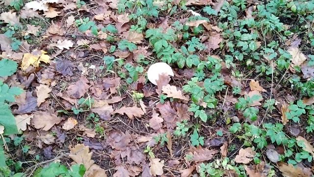 С котами за грибами в октябре