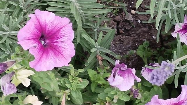 цветы Осени, РОЗЫ- симметрии красоты- жизнь ПЧЕЛЫ -дорога цветов