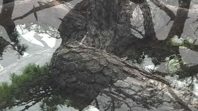 ДВГМЗ. Кекуры бакланьи. Фредерик Шопен