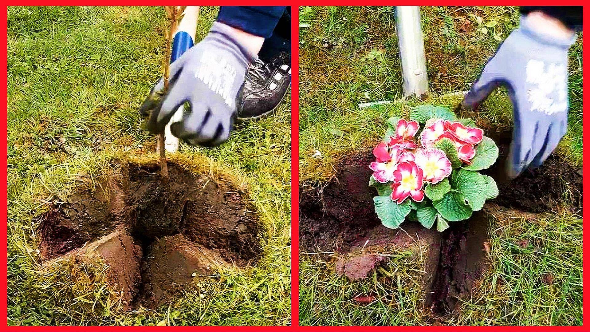 Быстрая, Умная и Мягкая Пересадка Цветов и Саженцев