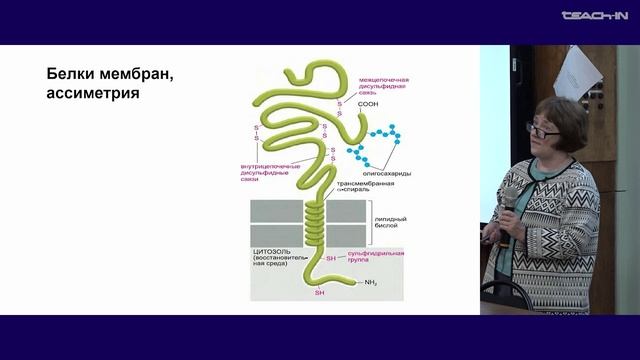 Кисурина О.П. - Клеточная биология - 5. Мембраны клеток