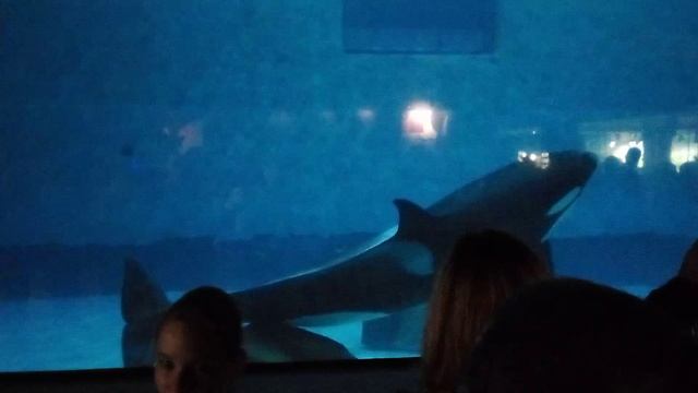 Москвариум. Косатка.