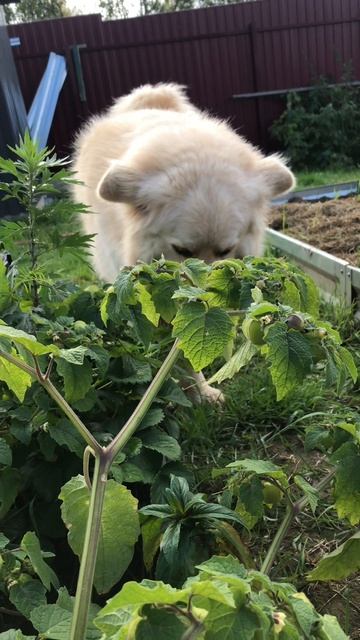 О физалисе, варенье и просто так, пес Ричик с нами, есть ❓