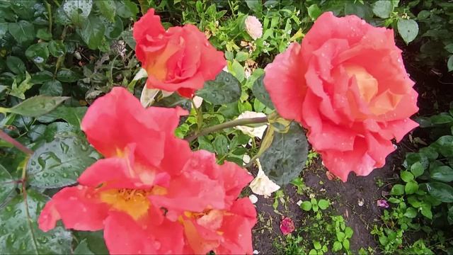 РОЗЫ ЦВЕТЫ- симметрии красоты- жизнь ПЧЕЛЫ -дорога цветов