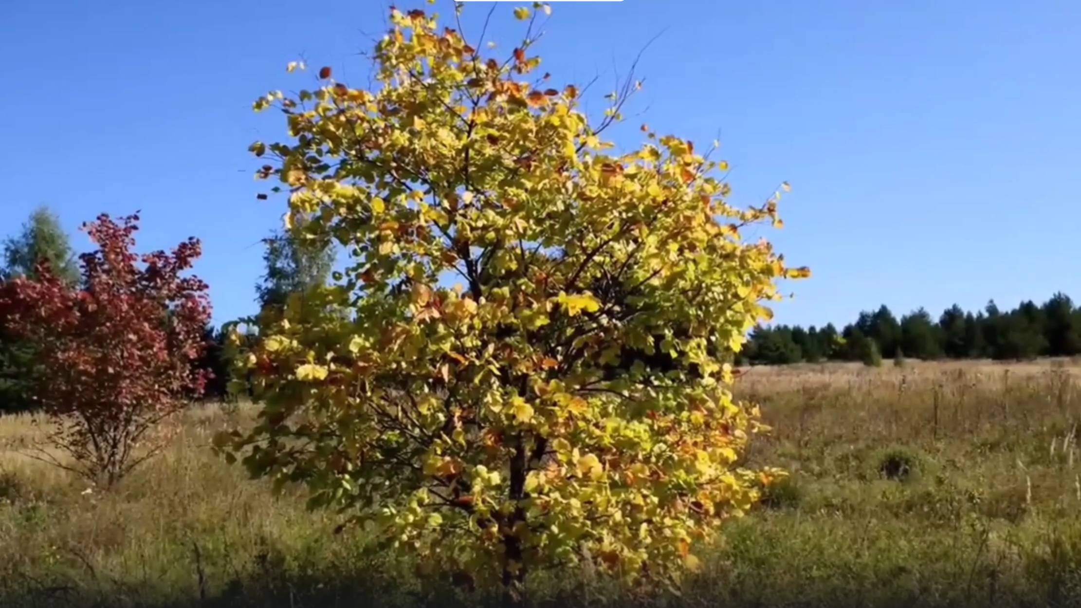 73 de R3T-100 ATSmini SI4732 Walking in the woods with Прогулка по осеннему лесу 16.09.2025